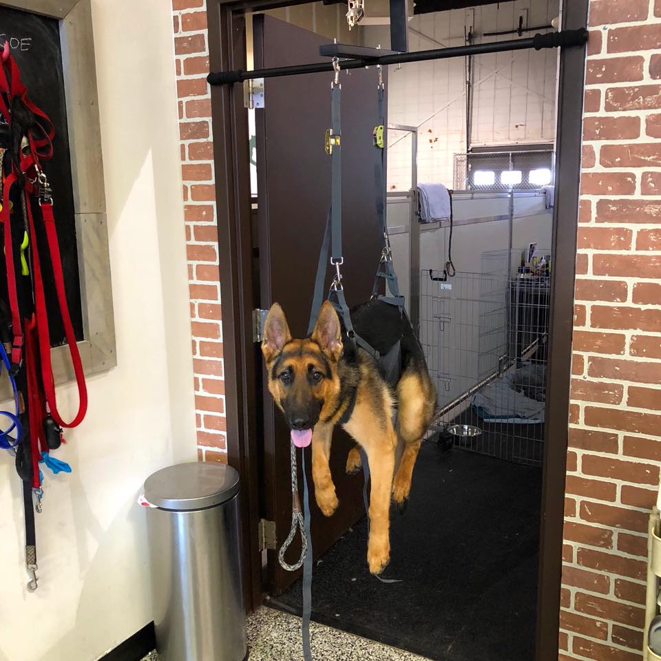 The Doggie Lift - The BEST AND EASIEST Way to Cut your Dog's Nails at HOME!